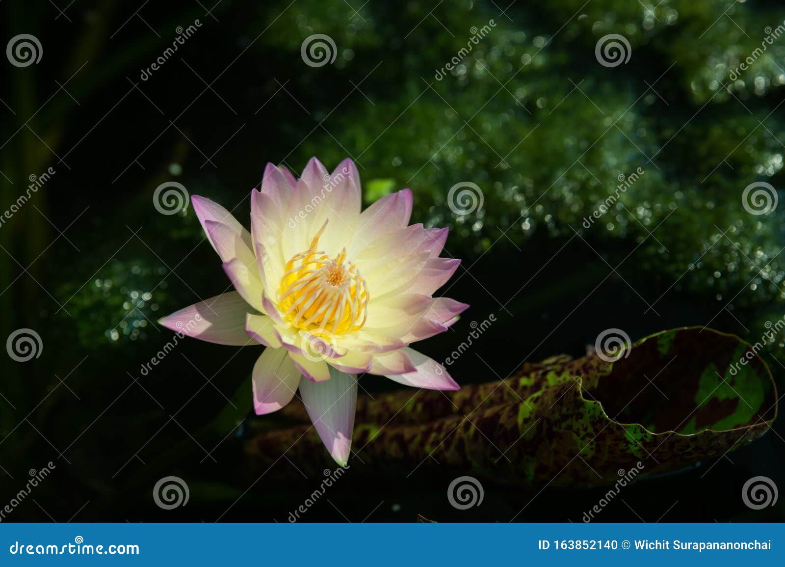 Nature : Lotus stock photo. Image of colorful, lily - 163852140