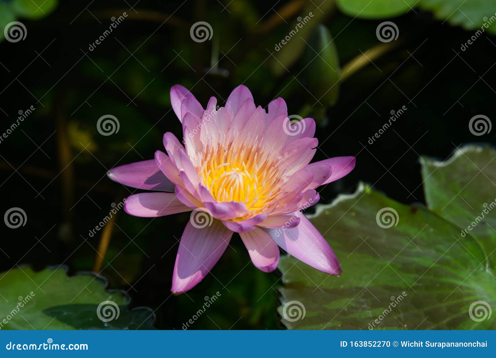 Nature : Lotus stock photo. Image of aquatic, blooming - 163852270