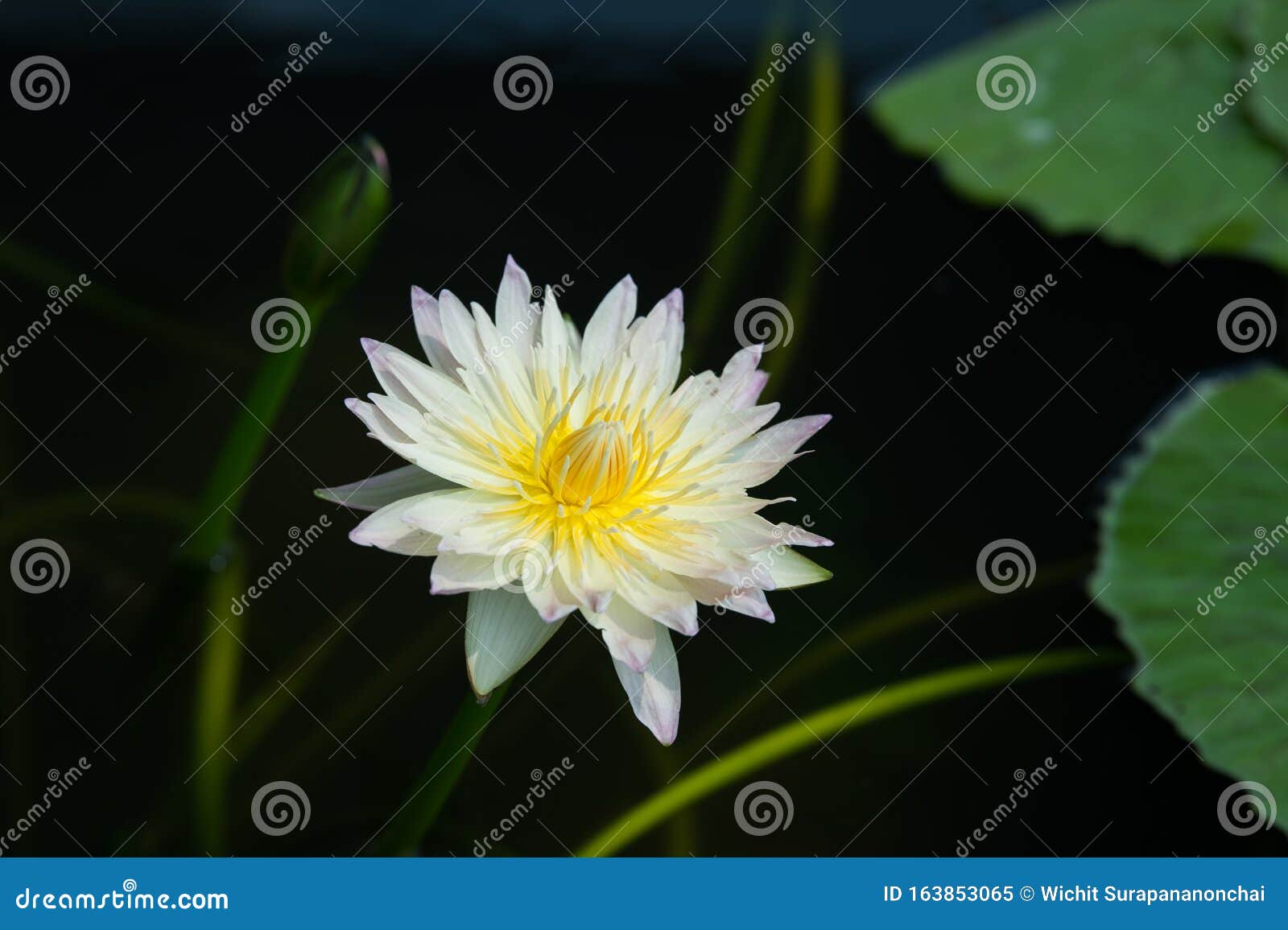 Nature : Lotus stock image. Image of fresh, nature, lotus - 163853065