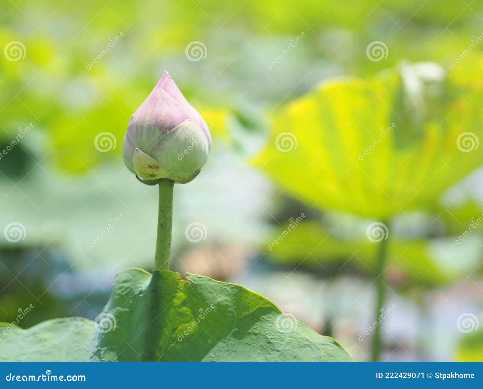 Nature lotus in the swamp stock image. Image of outdoors - 222429071