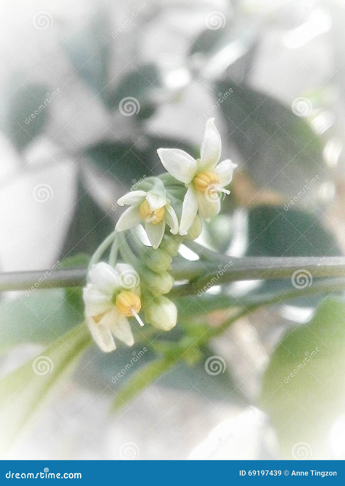 Love nature stock image. Image of nature, love, blur - 69197439