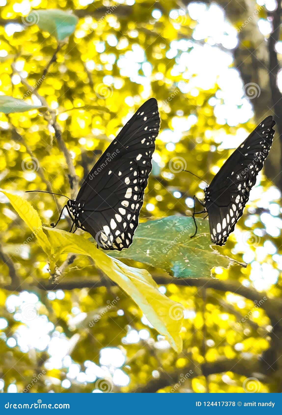Butyerfly stock photo. Image of butterfly, nature, butyerfly - 124417378