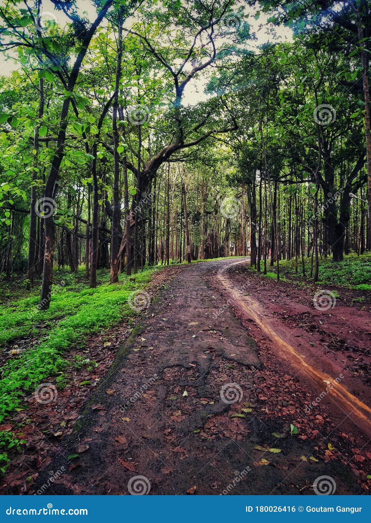 Nature love forest stock photo. Image of castroil, leaves - 180026416