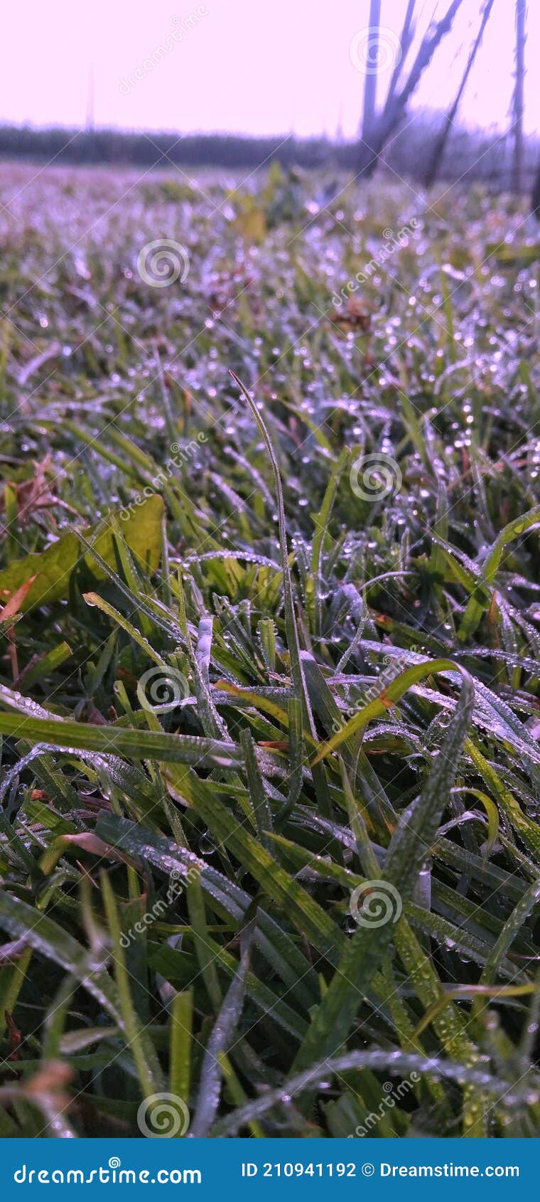 Nature Love is Life for Our Existence Stock Photo - Image of insect ...