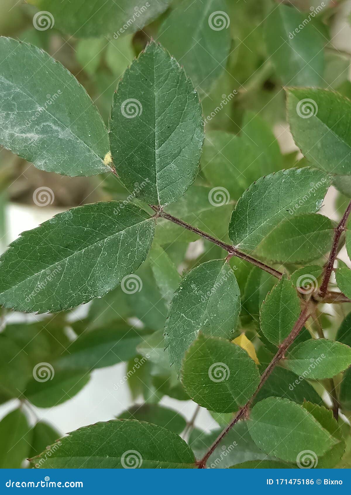 Nature Loving Flower with Cute Romantic Smell Stock Photo - Image of ...