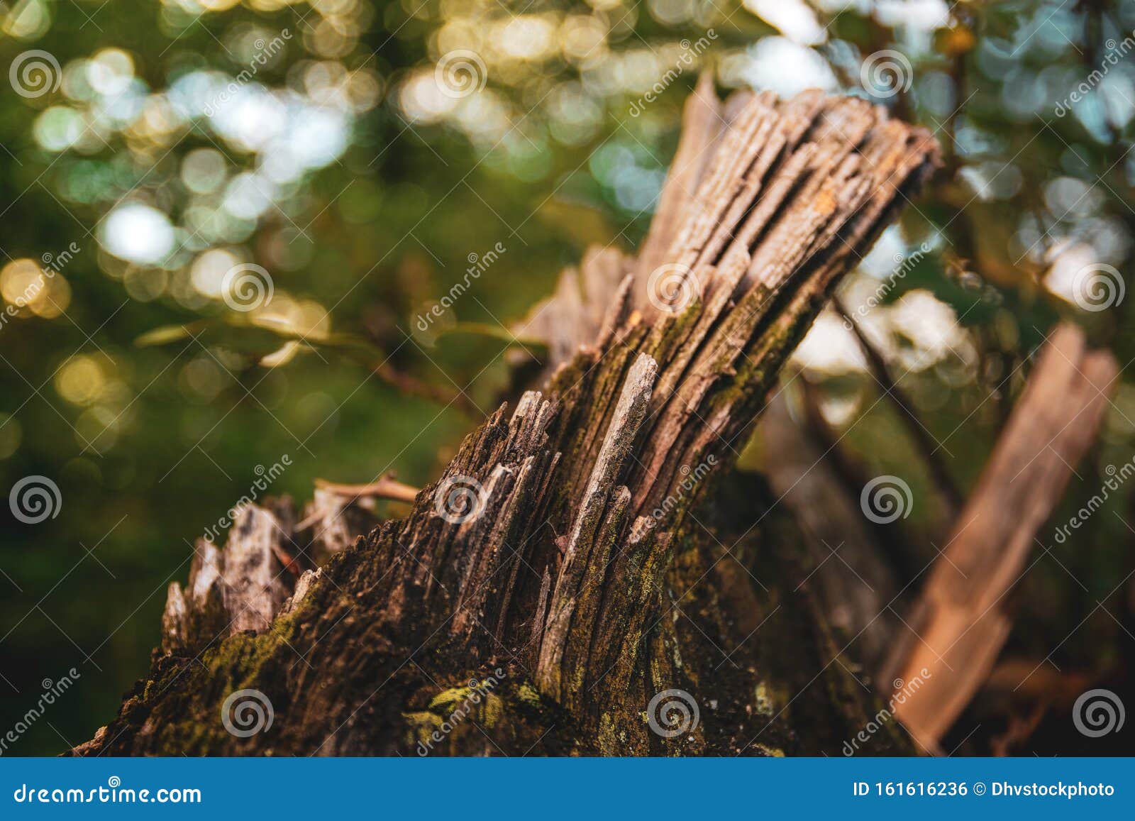 Nature Macro Details. Split Trunk with Moss in the Foreground and ...