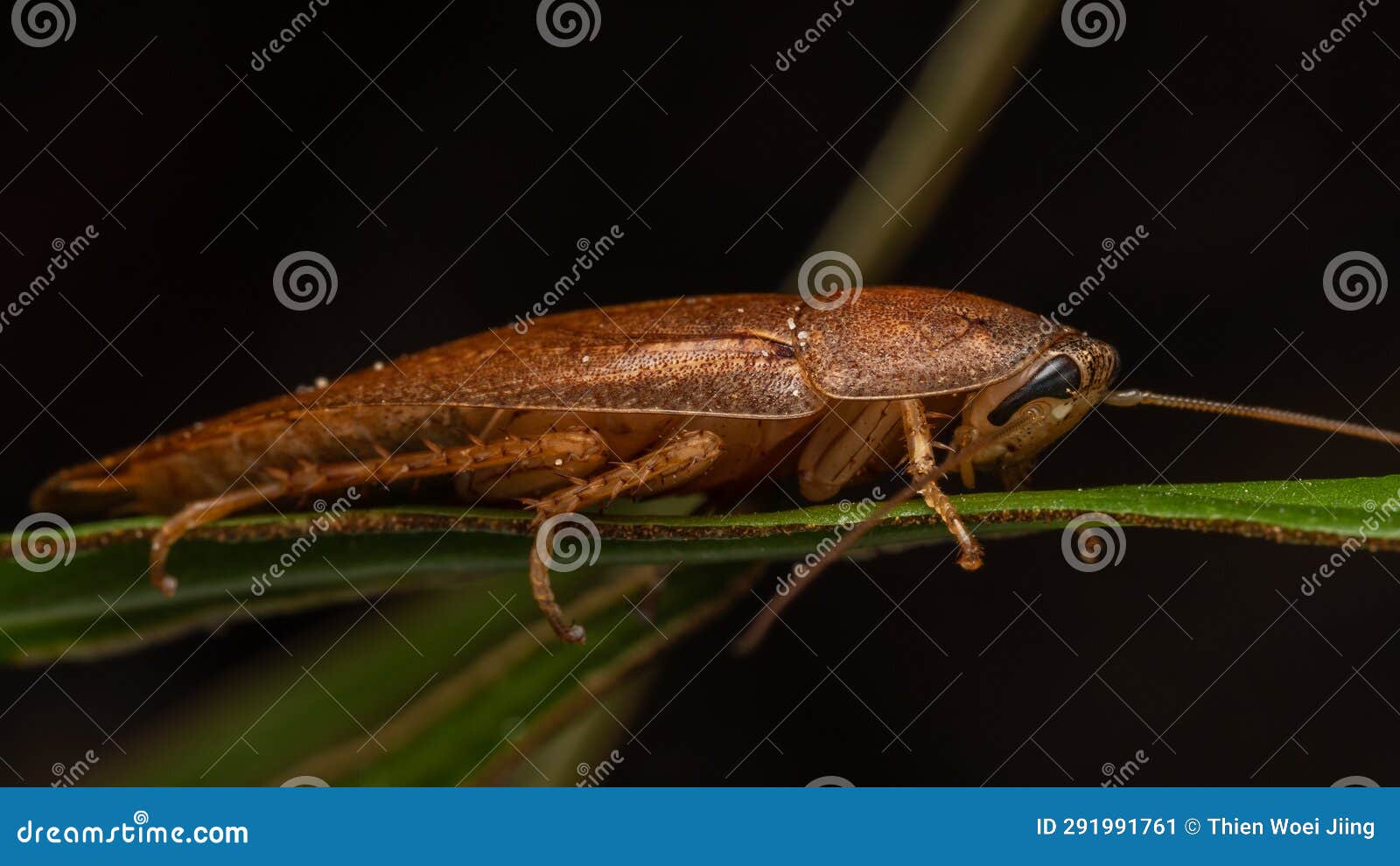 Nature Macro Image of Huge Jungle Cockroach on Rainforest Jungle Stock ...