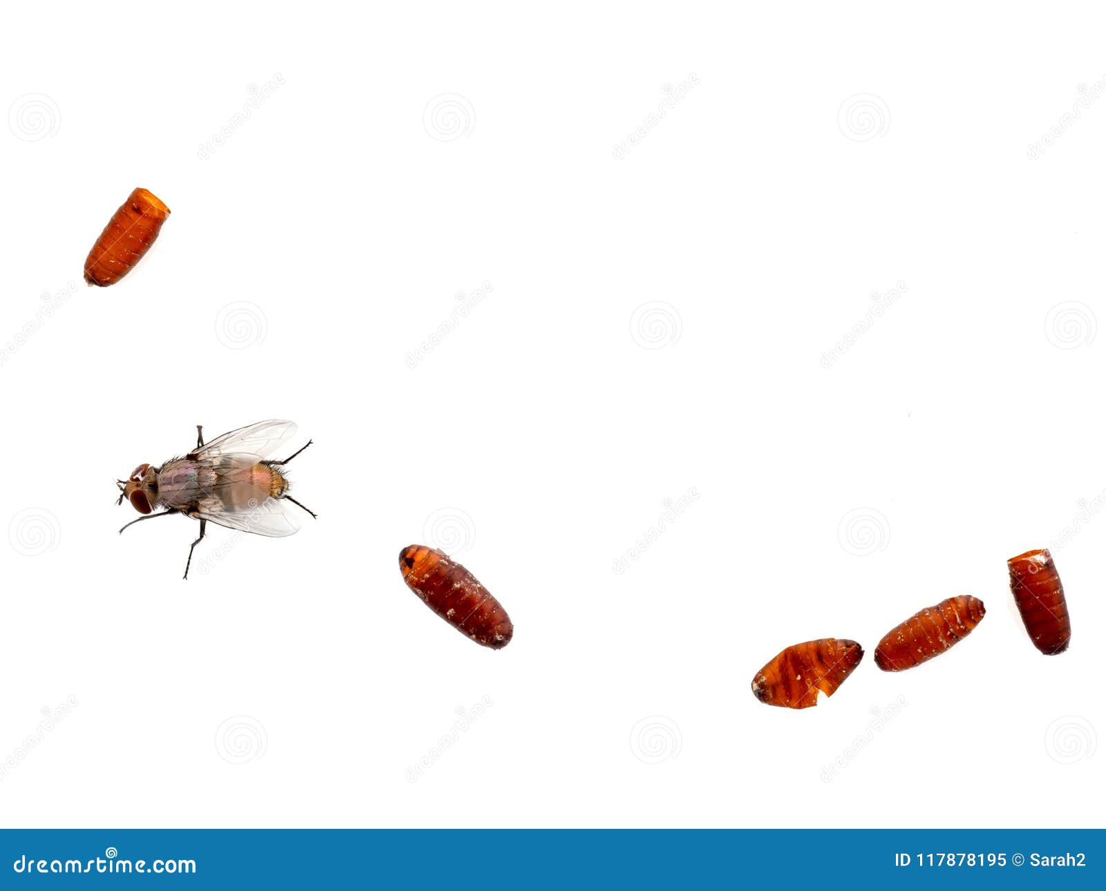 Fly Pupae, Discarded Shells and Emerged Fly. Stock Image - Image of ...