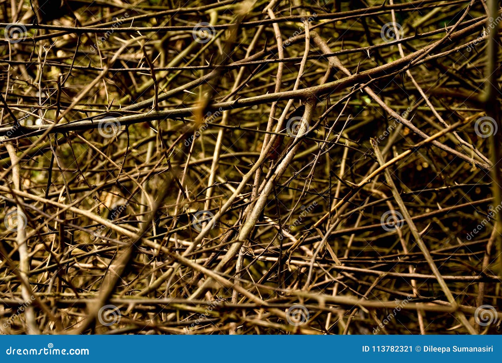Dry Sticks and Branches Pattern Stock Image - Image of sticks, nature ...