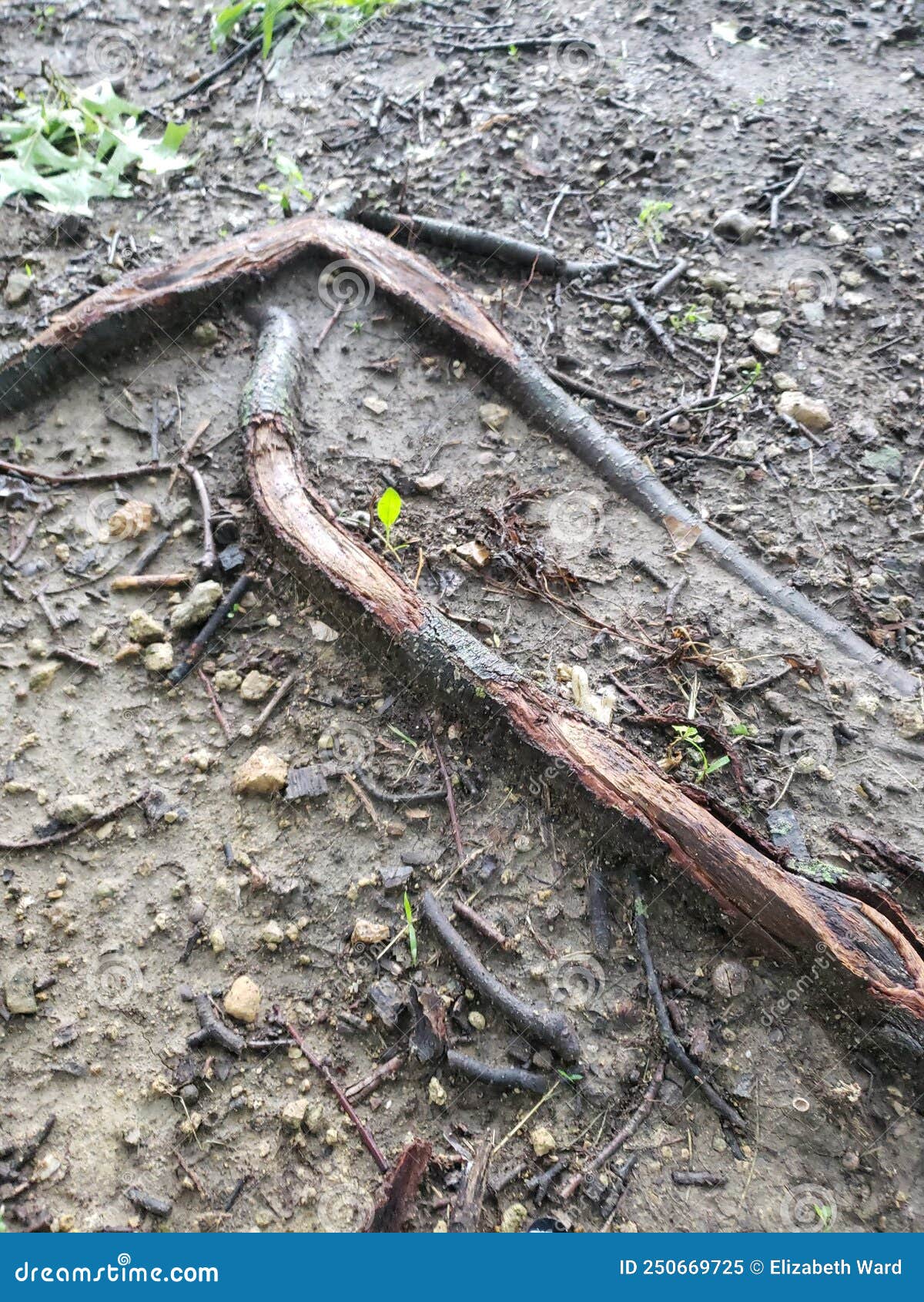 Nature Made Tree Root Arrow Stock Image - Image of nature, wood: 250669725