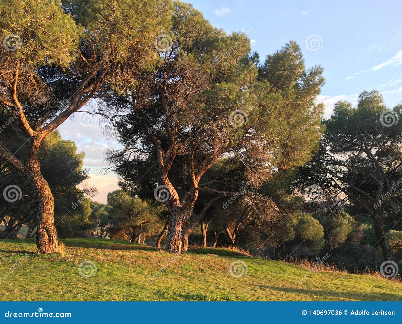 Nature in Madrid stock photo. Image of landscape, plant - 140697036