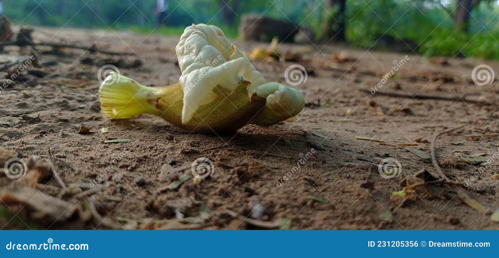 Nature makes you feel good stock photo. Image of nature - 231205356