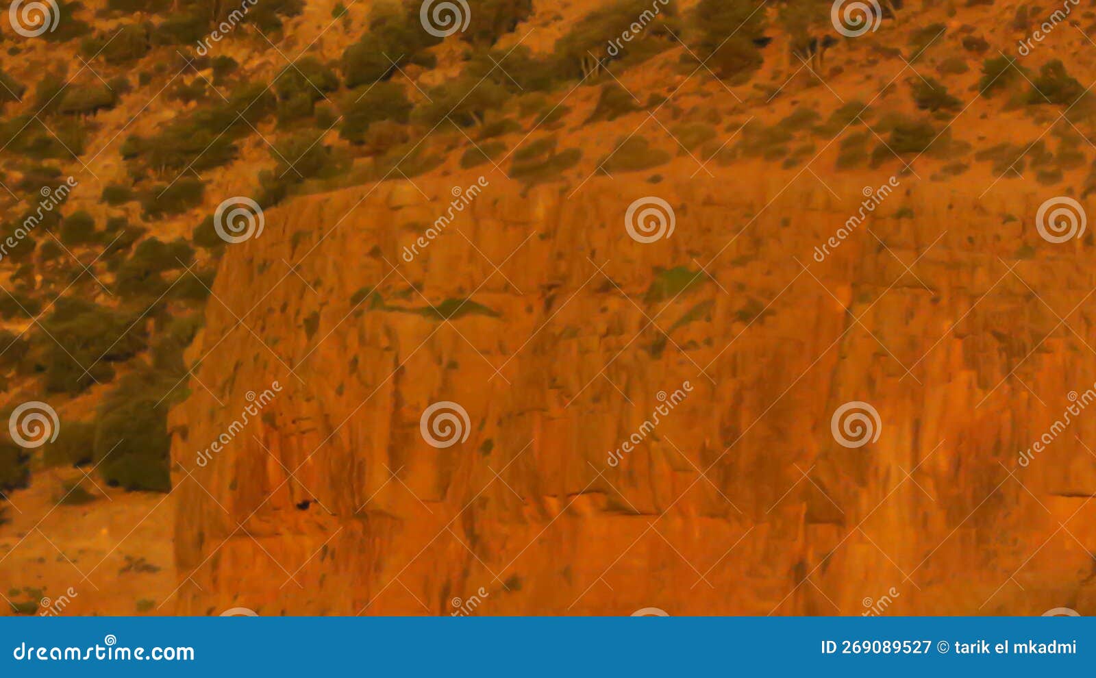 Nature maroc forest debdou stock image. Image of wood - 269089527