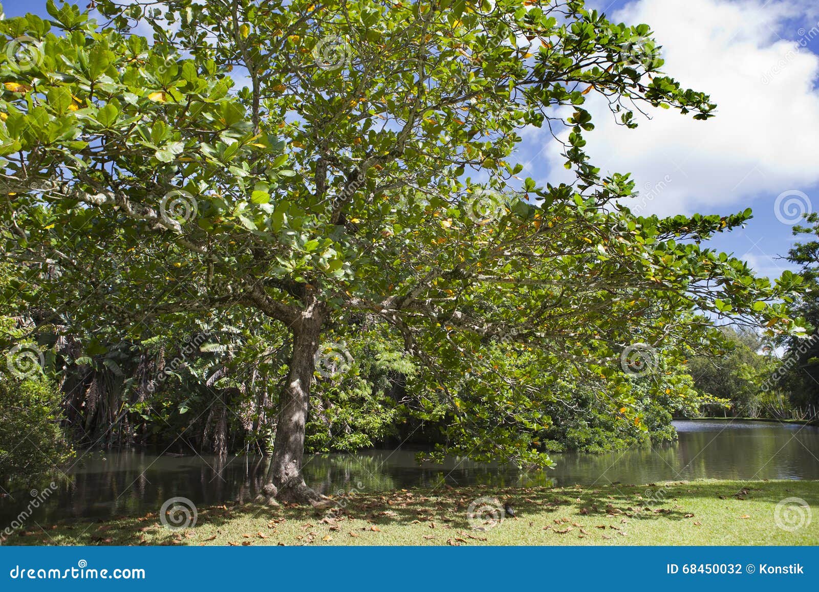 Nature of Mauritius. Lake and Tropical Trees Stock Photo - Image of ...
