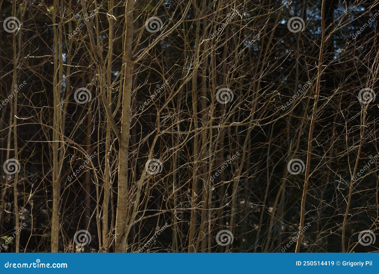Nature in the Middle of Spring in the Taiga Forest Stock Image - Image ...