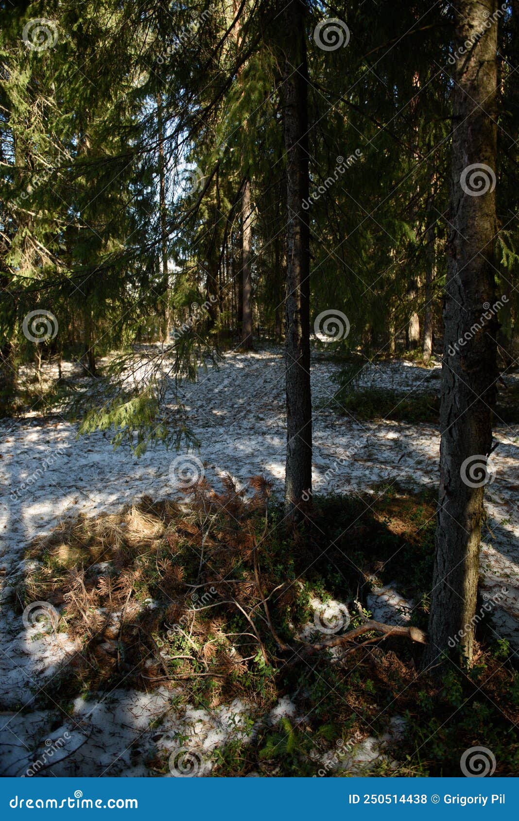 Nature in the Middle of Spring in the Taiga Forest Stock Photo - Image ...