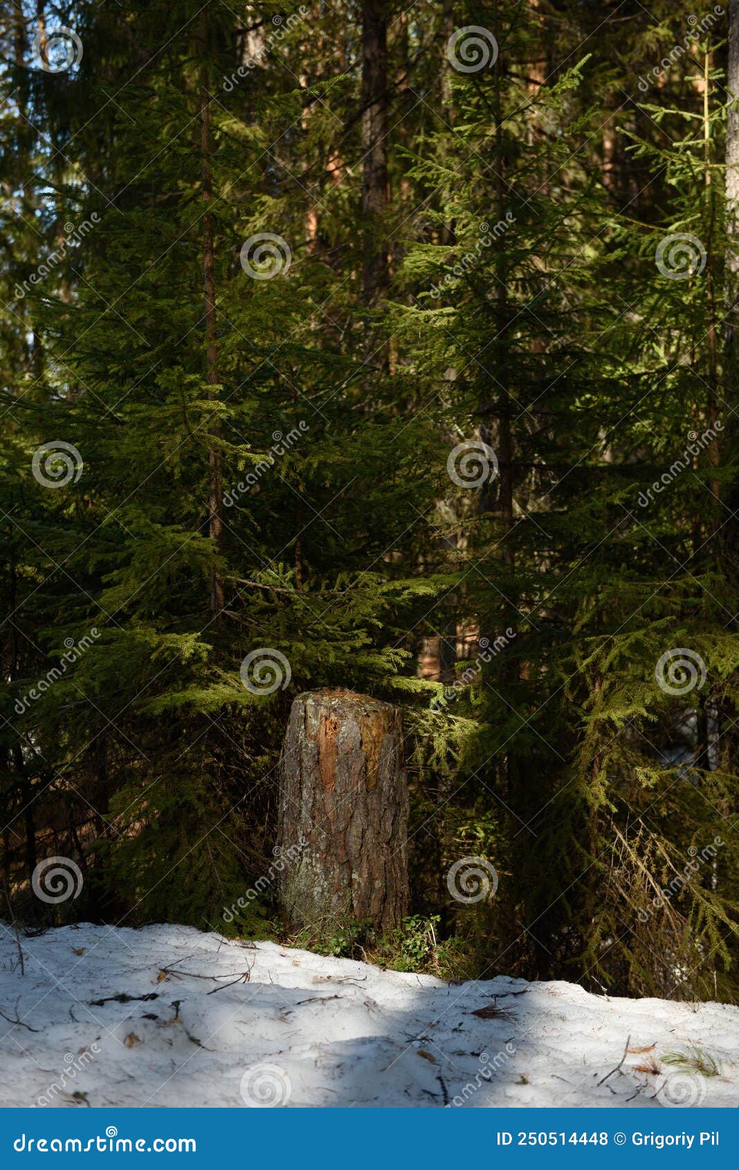 Nature in the Middle of Spring in the Taiga Forest Stock Photo - Image ...