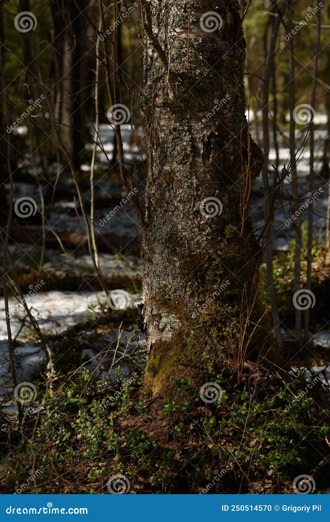 Nature in the Middle of Spring in the Taiga Forest Stock Photo - Image ...