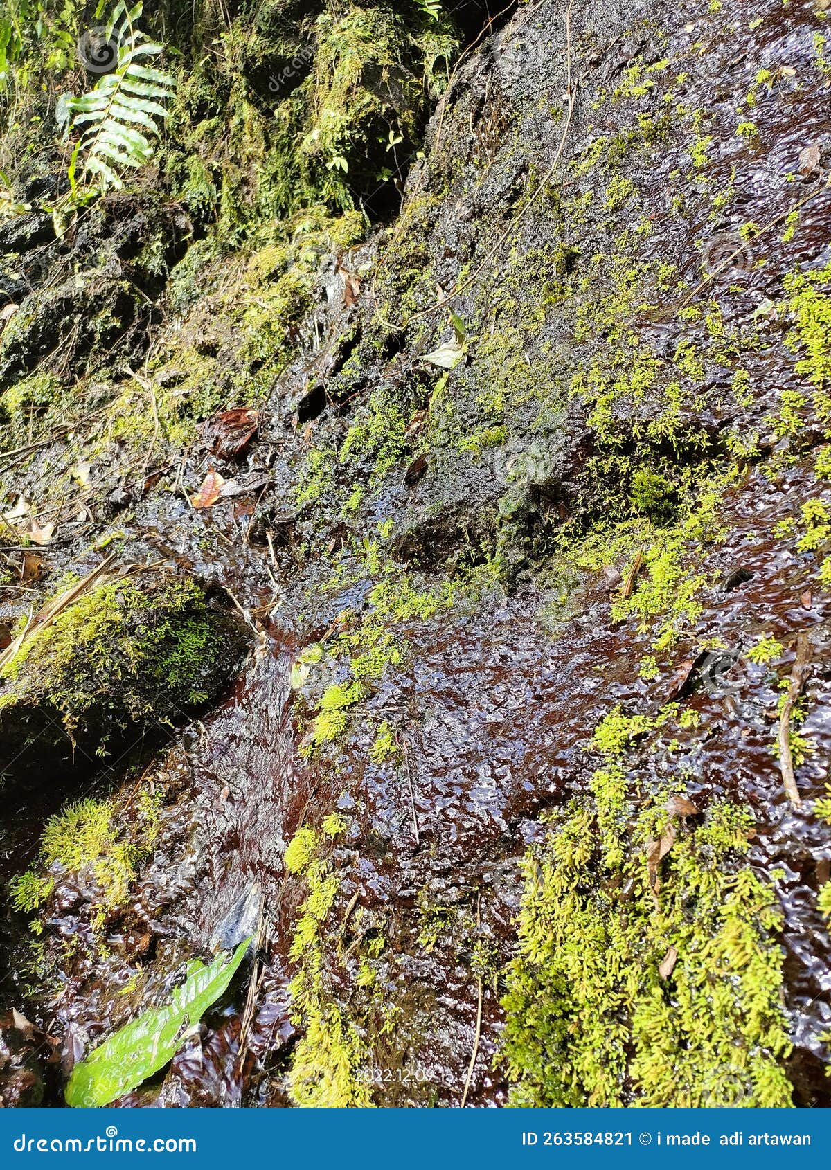 Nature mini river and moss stock image. Image of soil - 263584821