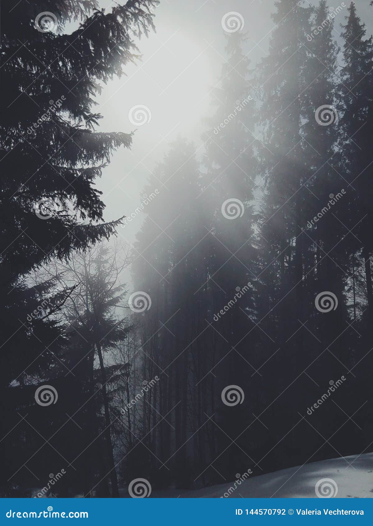 Nature in the Mist with Sunrays Under the Snow during Winter. Stock ...