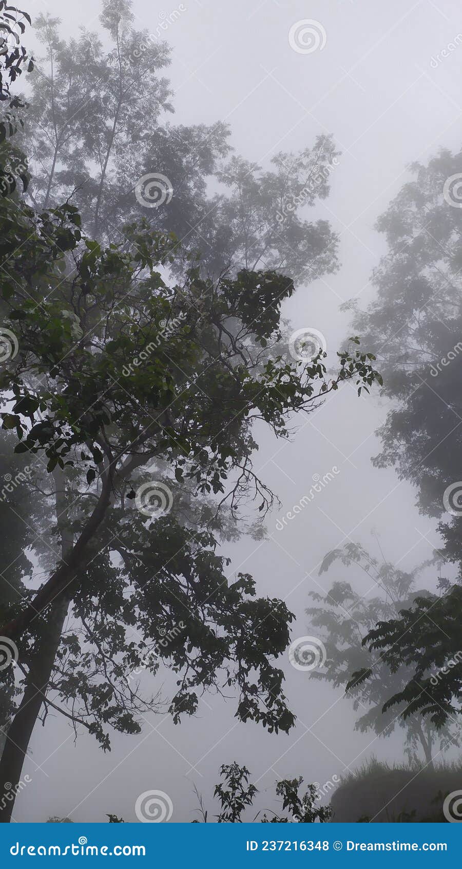 Nature and Mist Tree Jungle Stock Photo - Image of mist, jungle: 237216348