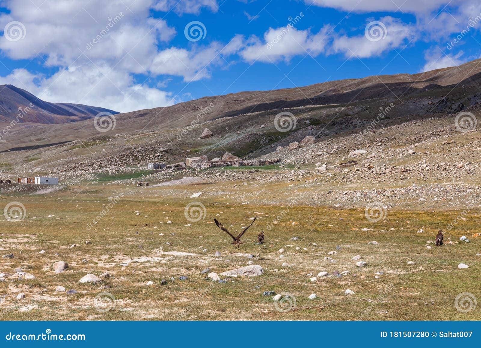 The Nature of Mongolia. Falcons are Waiting for Prey Stock Photo ...