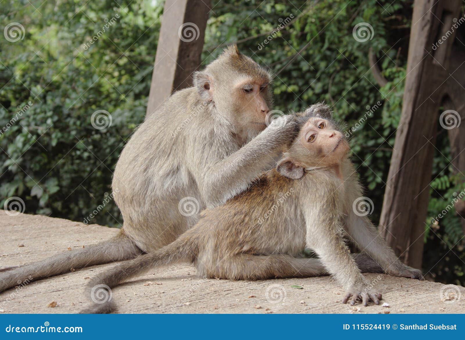 Royalty Free Images, Cartoons, Illustrations And Photos Designed By ...