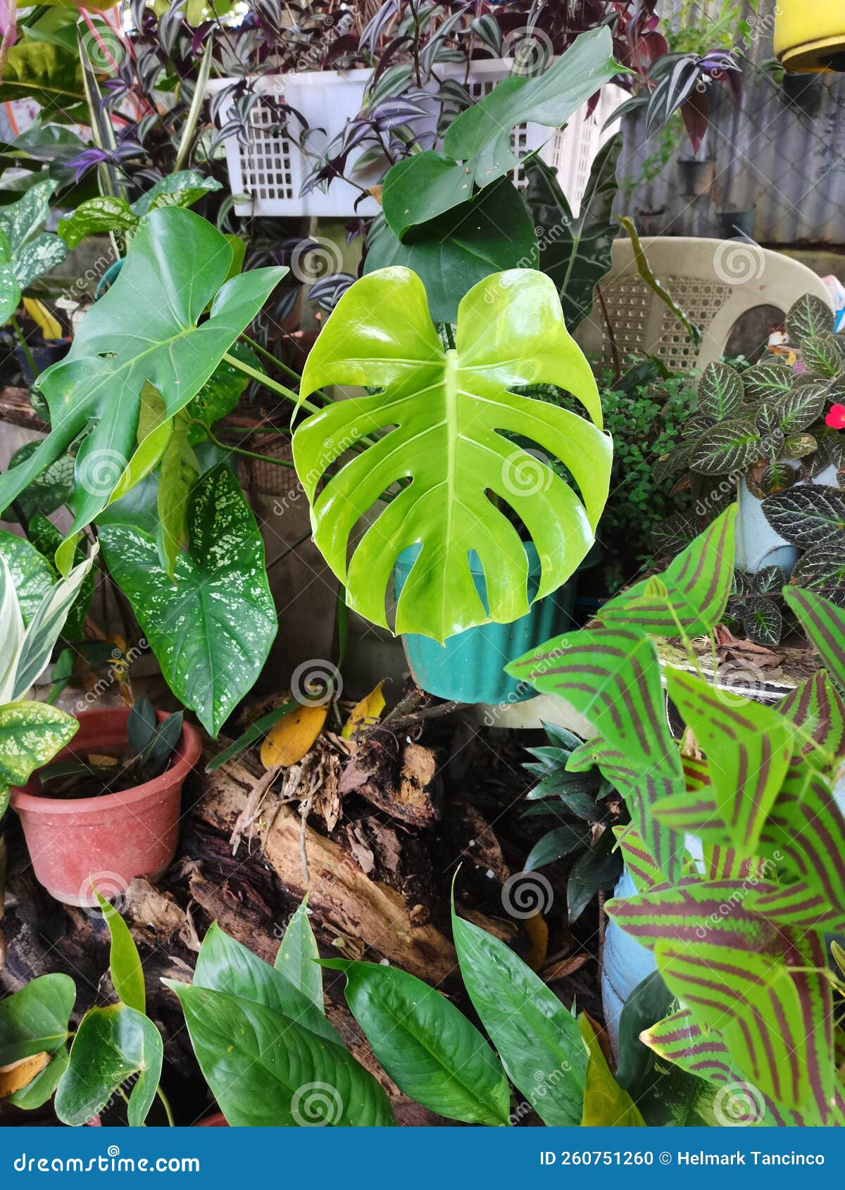 Nature - Monstera Deliciosa Shinning Like a Star Stock Photo - Image of ...