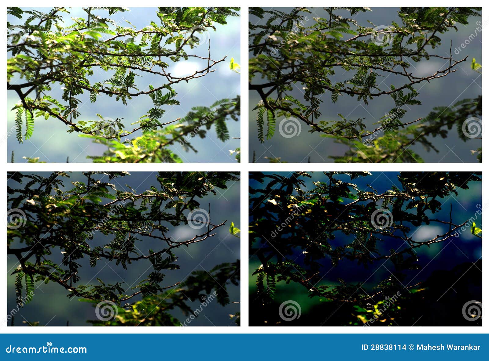 Nature moods stock photo. Image of green, greeting, leaf - 28838114