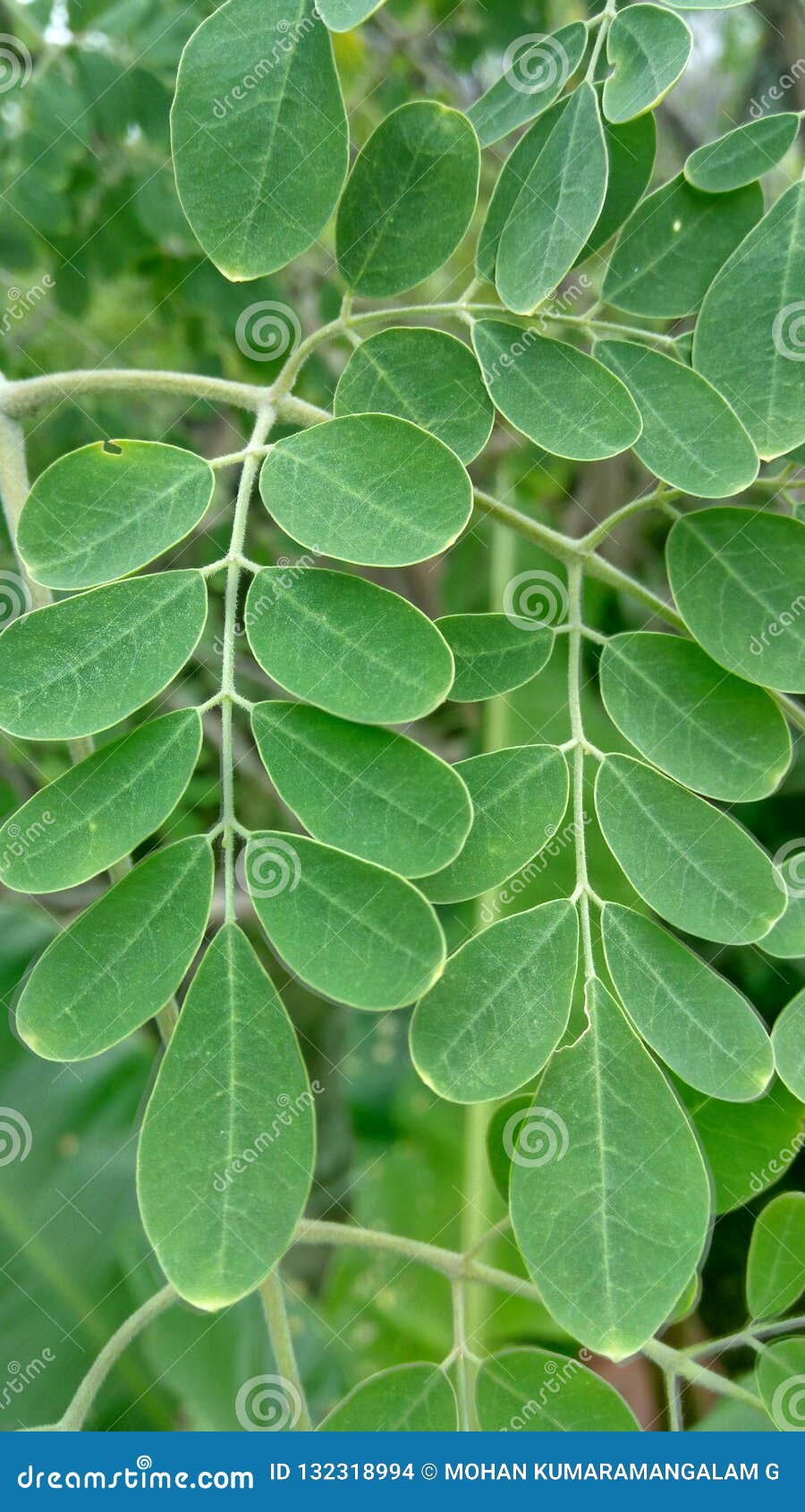 Nature stock photo. Image of moringa, beauty, nature - 132318994