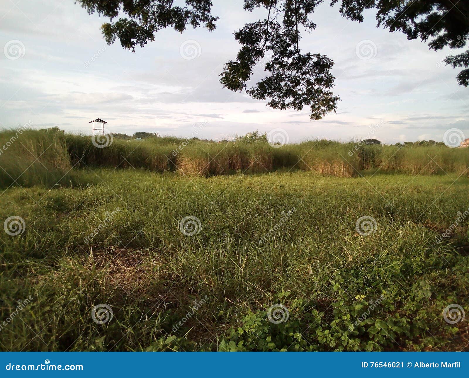 Nature stock image. Image of stolen, habbit, nature, morning - 76546021
