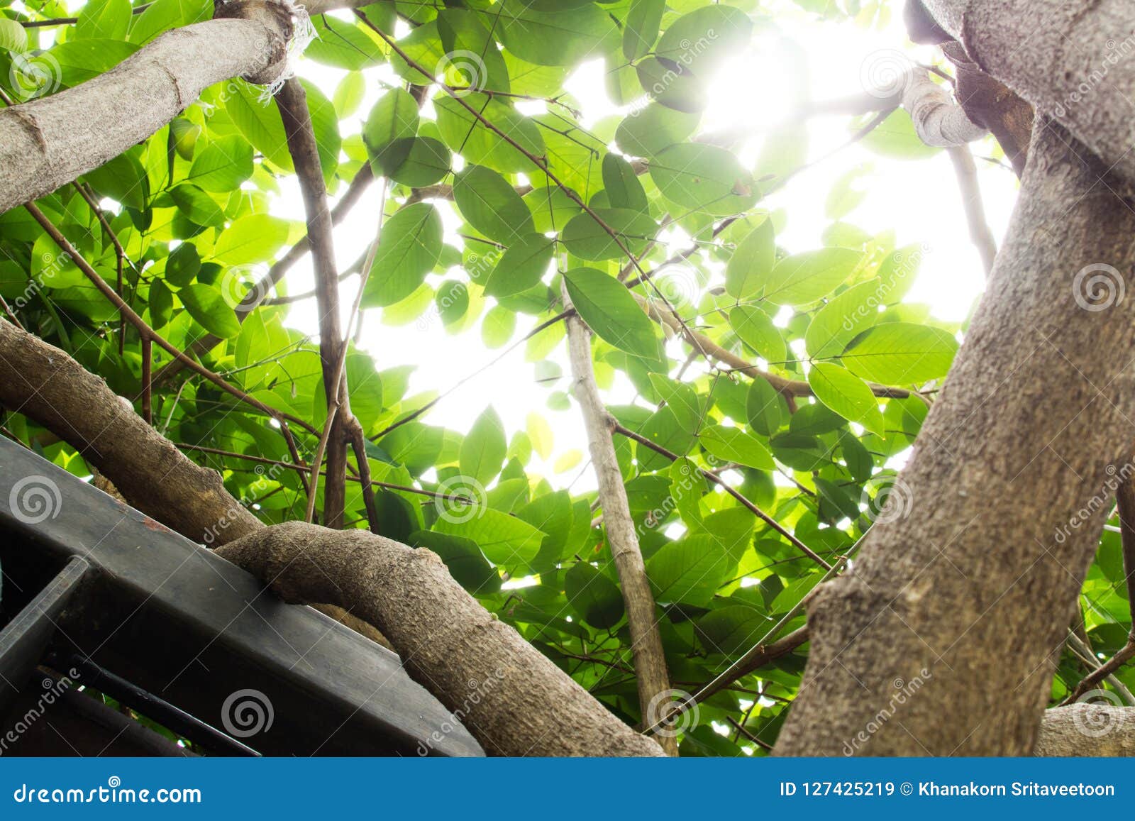 Nature with morning light stock image. Image of leaf - 127425219