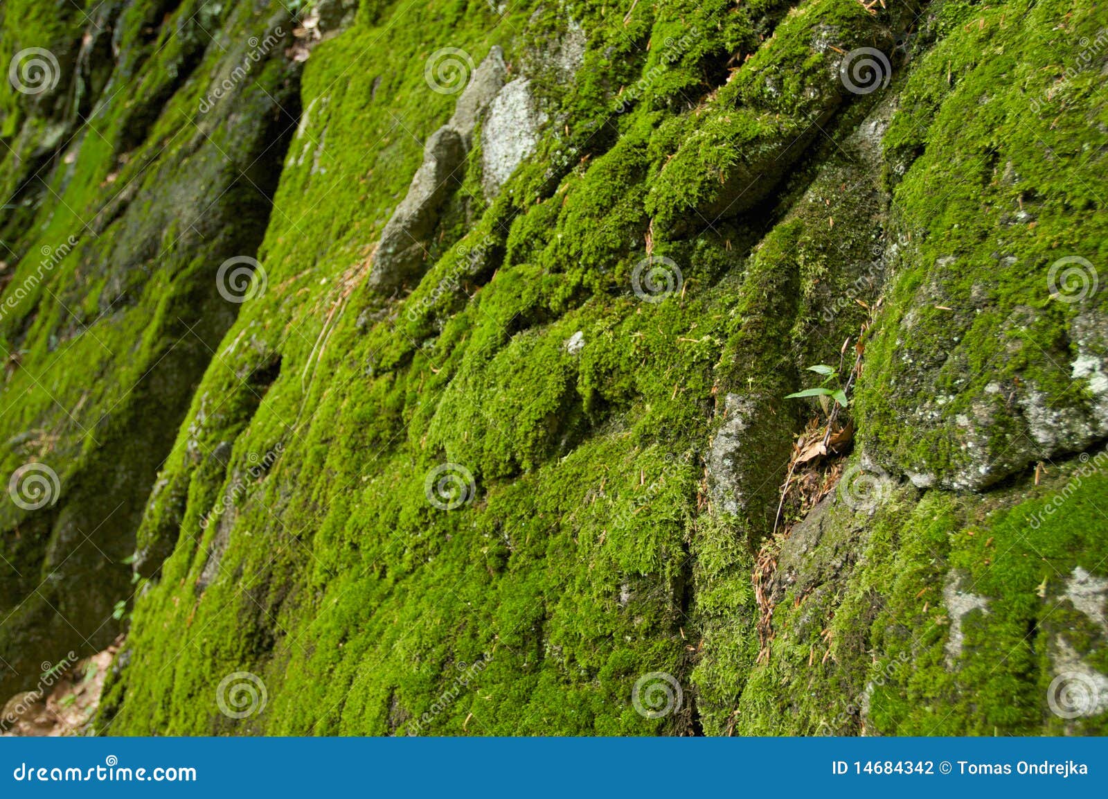 Nature Moss background stock photo. Image of foliage - 14684342