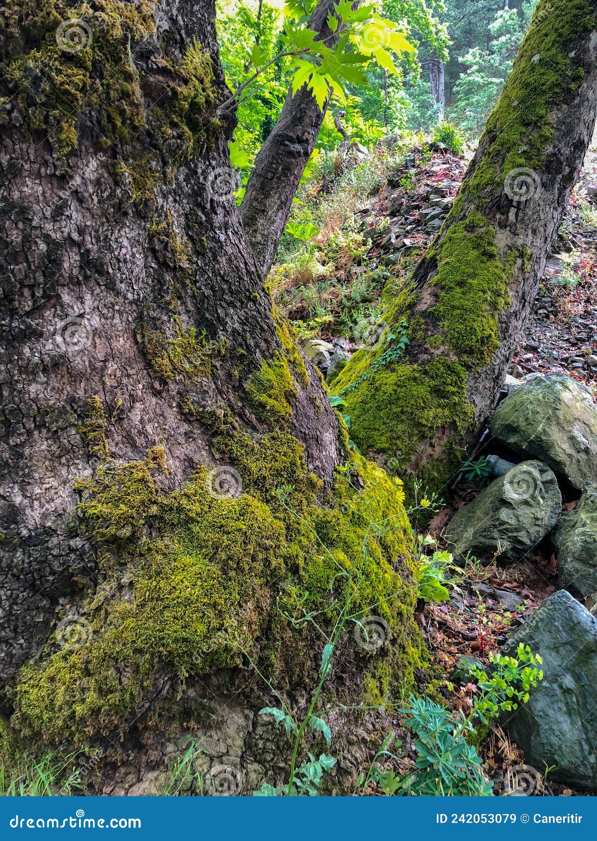 Nature Mossy Trees, Old Bole, Forest, into the Wood Stock Image - Image ...