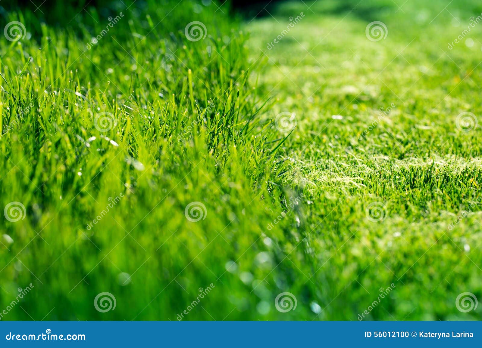 Nature and mown grass stock photo. Image of color, green - 56012100