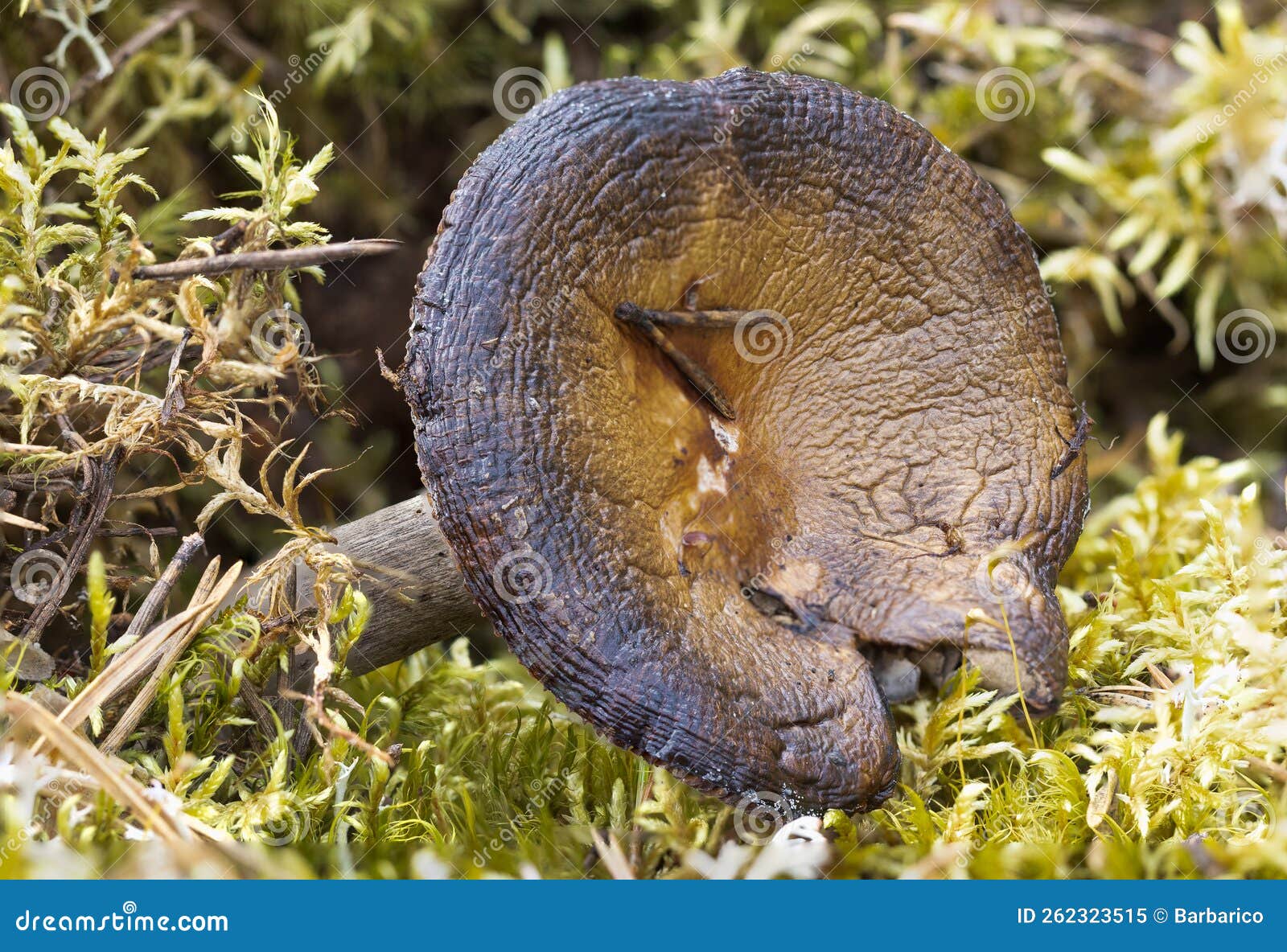 The Nature of Muddus National Park Stock Image - Image of sweden ...