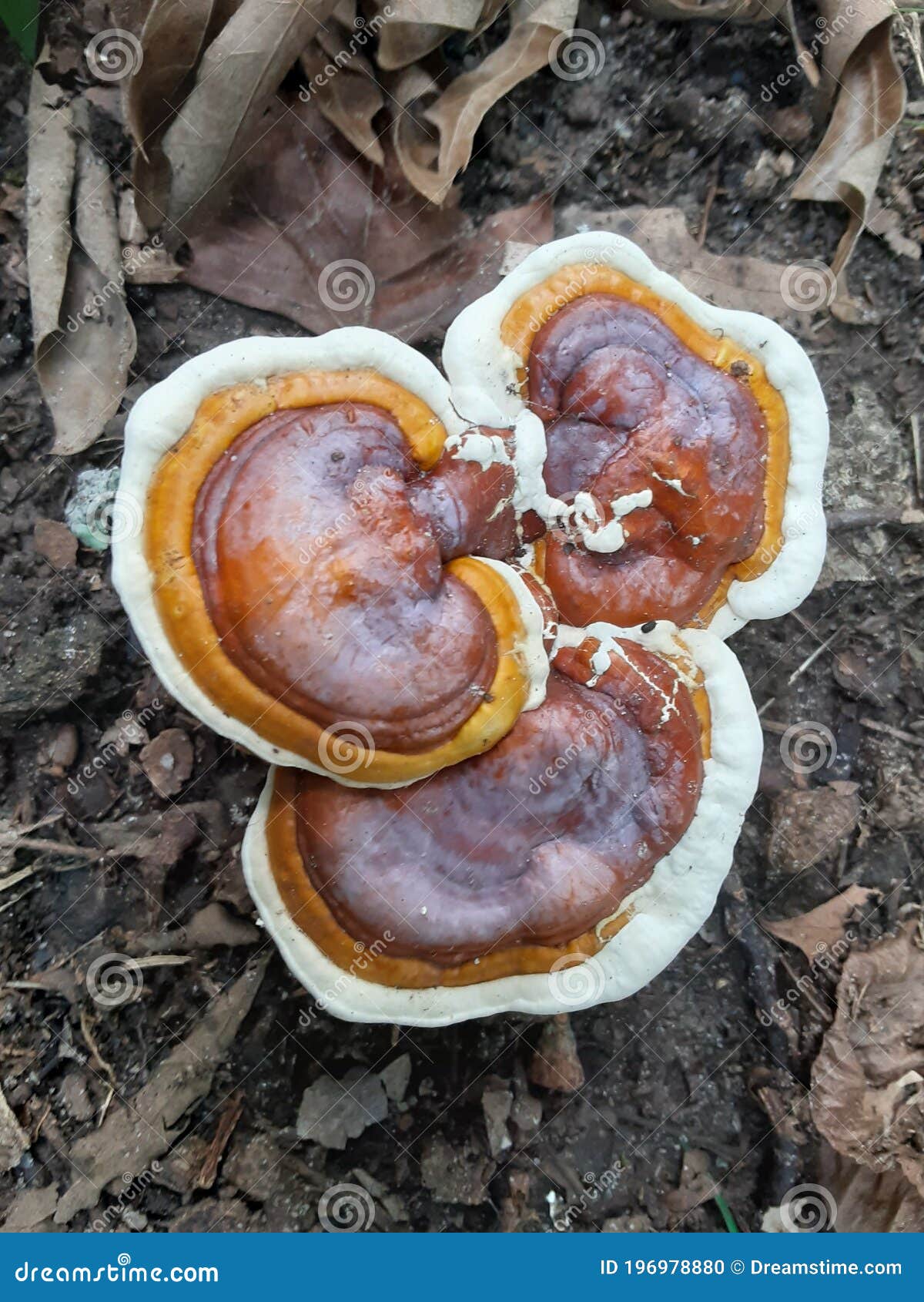 Nature Mushrooms Rare Unique Outdoors Stock Photo - Image of nature ...