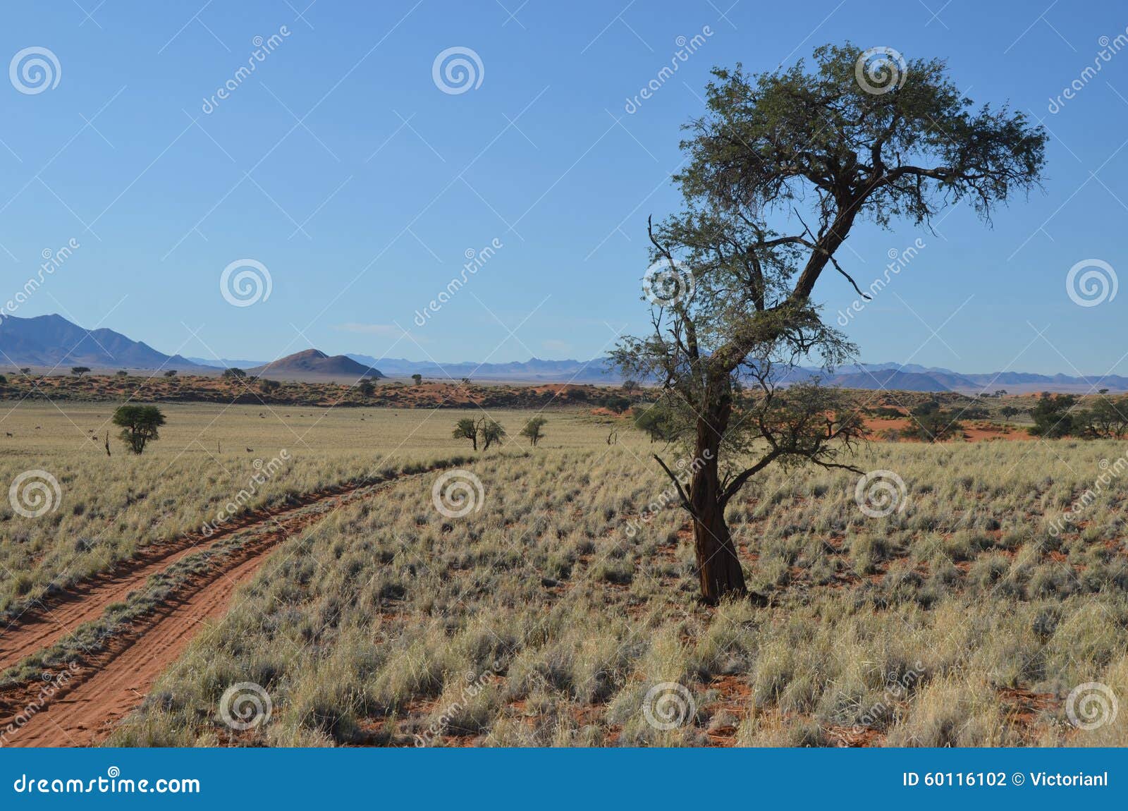 Nature of Namib Desert, Namibia, Africa Stock Photo - Image of namib ...