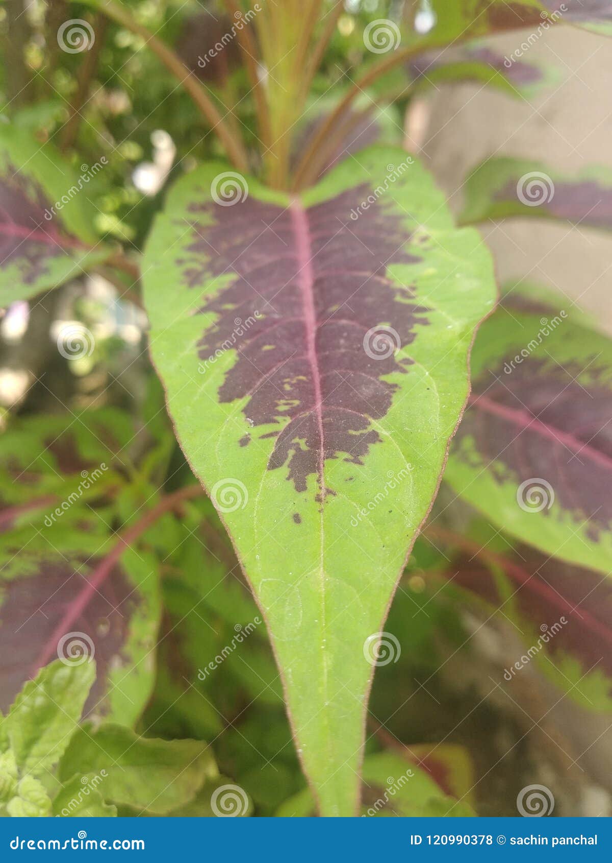 Nature stock photo. Image of plant, nature, narural - 120990378