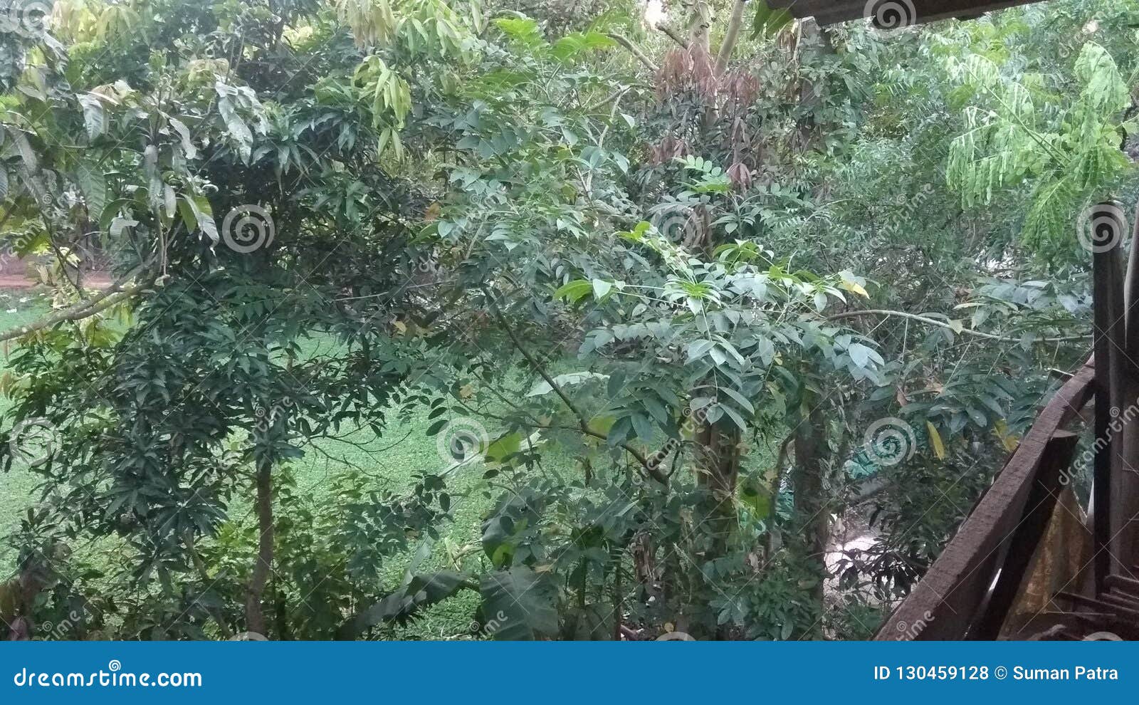 Nature stock photo. Image of natural, green, beauty - 130459128