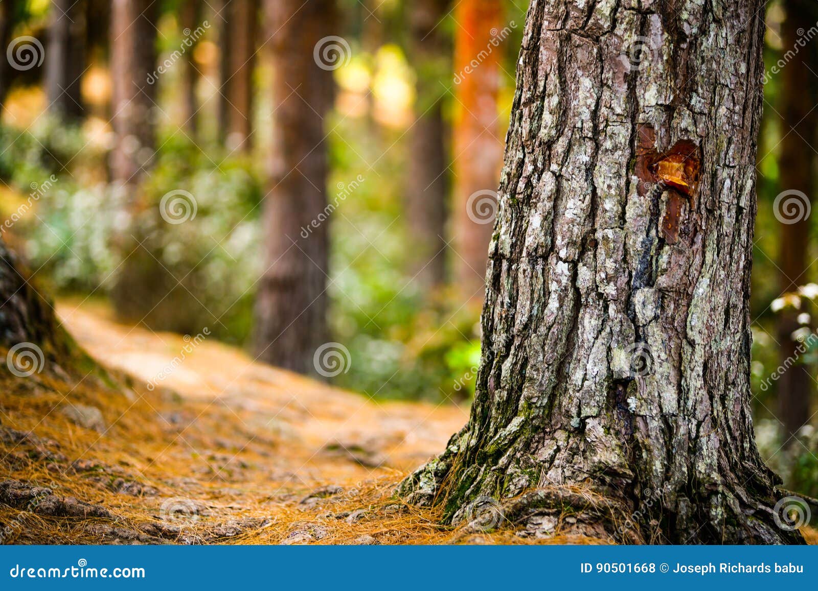 Nature stock photo. Image of nature, natural, yellowish - 90501668