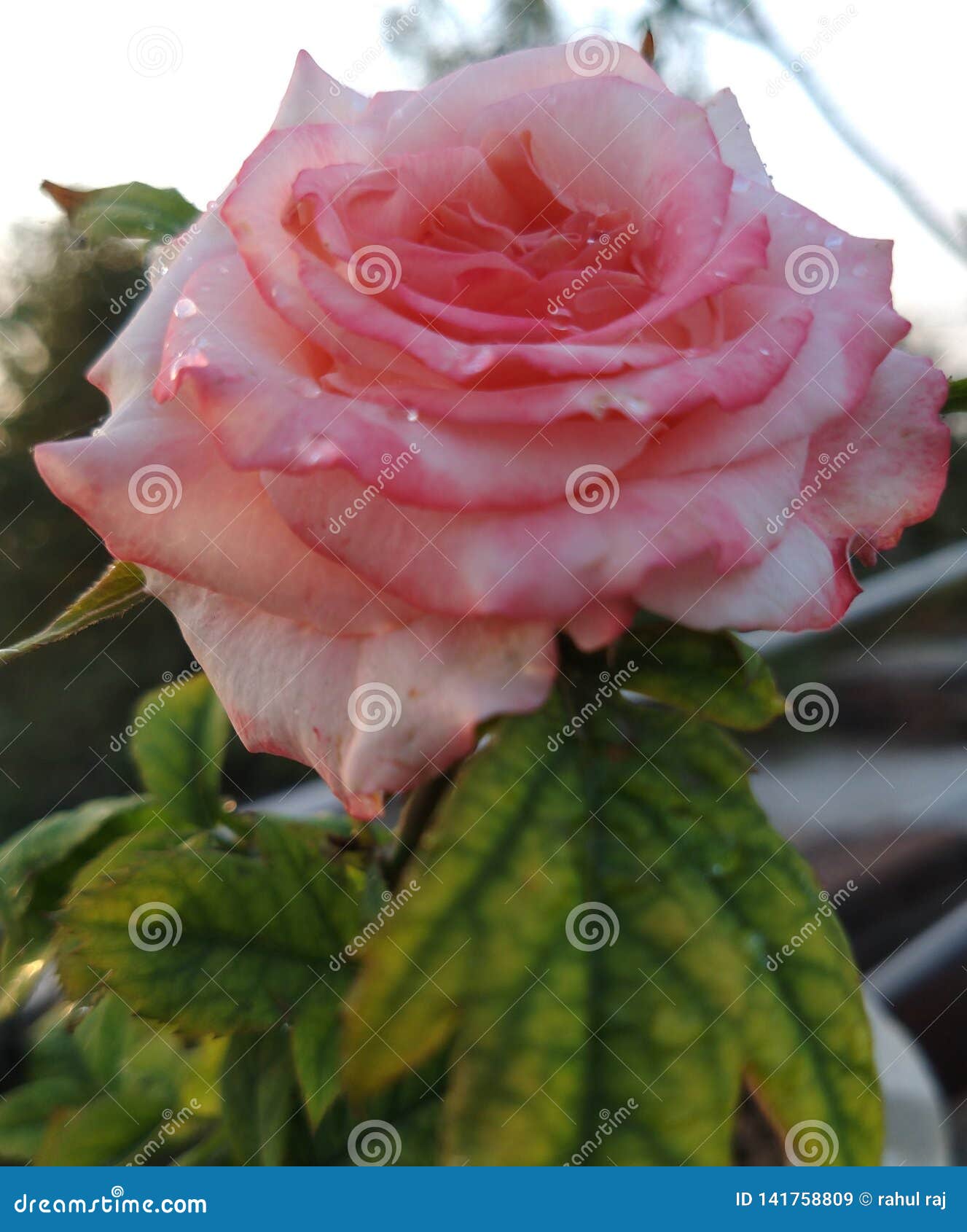 Nature stock image. Image of rose, pict, nature, droplet - 141758809