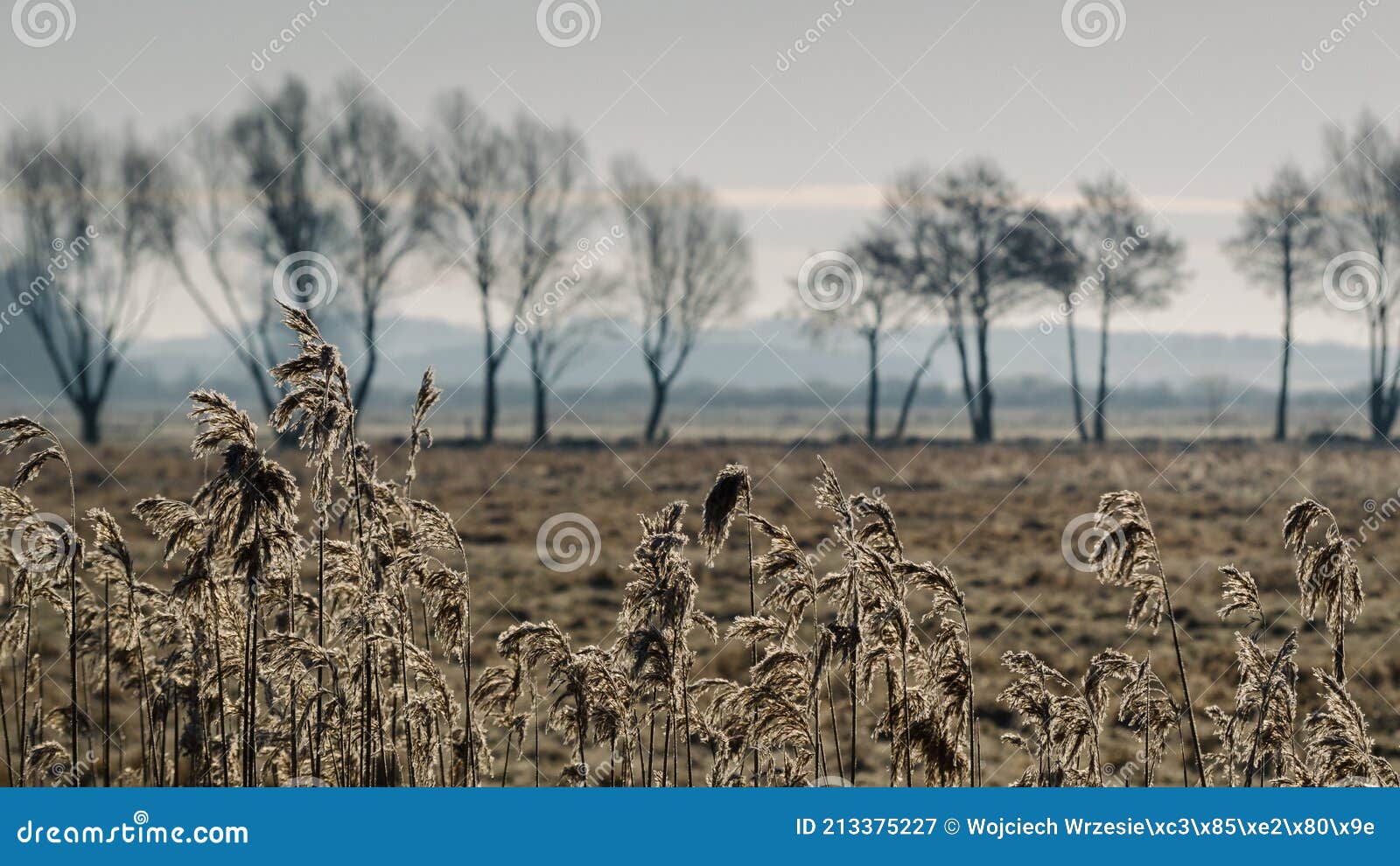 REEDS and TREES stock image. Image of earth, farm, peat - 213375227