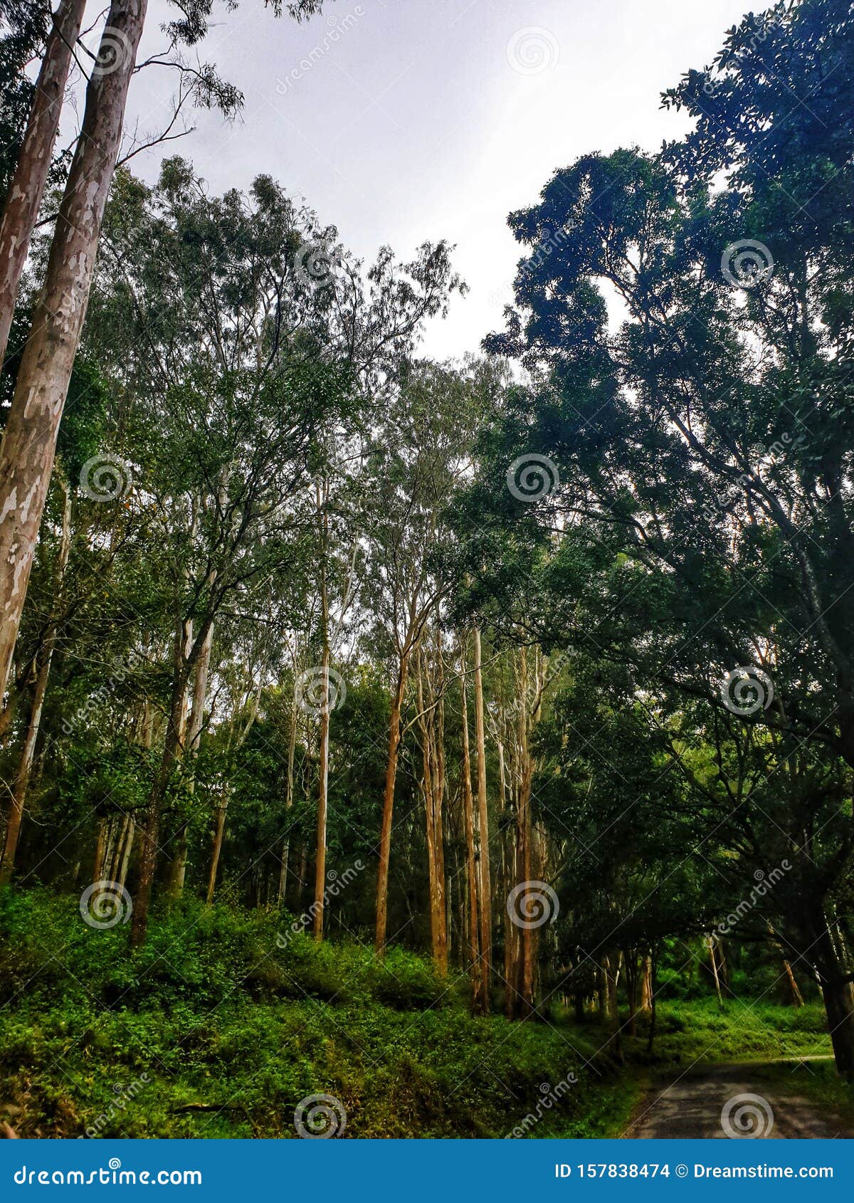 Nature stock photo. Image of india, karnataka, nature - 157838474