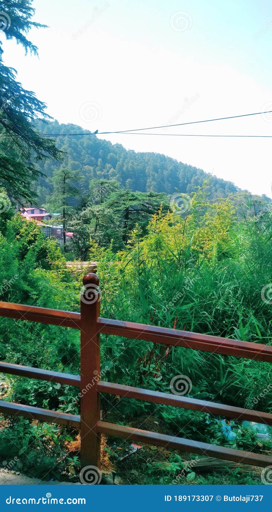 Nature and Forest of Shimla Stock Image - Image of flower, forest ...