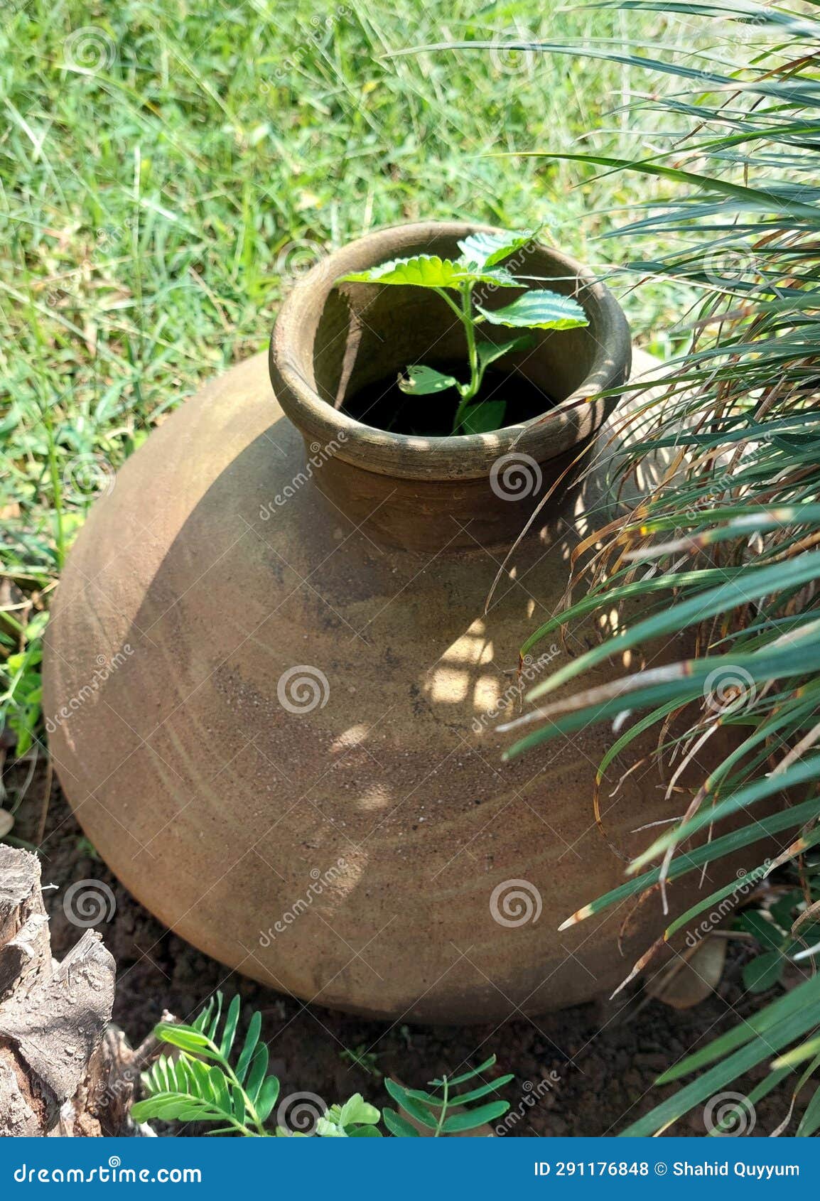 Nature Never Stop Plant in Pitcher Stock Photo - Image of nature ...