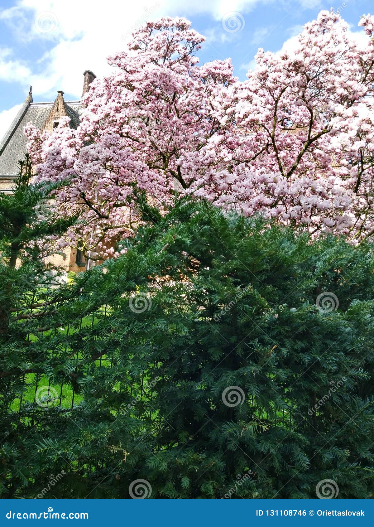 Nature , Nice Tree of Pink , Flowers Stock Photo - Image of soft, gift ...