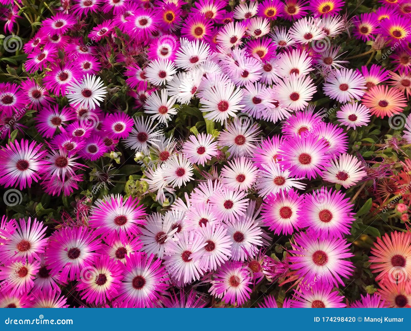 Nature Nice Very Good Images Stock Photo - Image of good, nice: 174298420