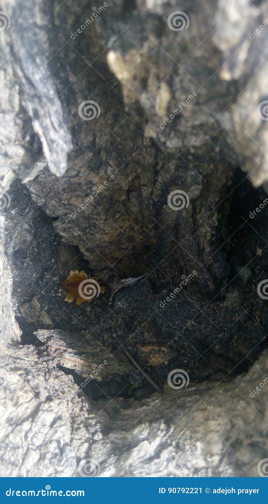 Nature Niche stock image. Image of inside, tree, home - 90792221