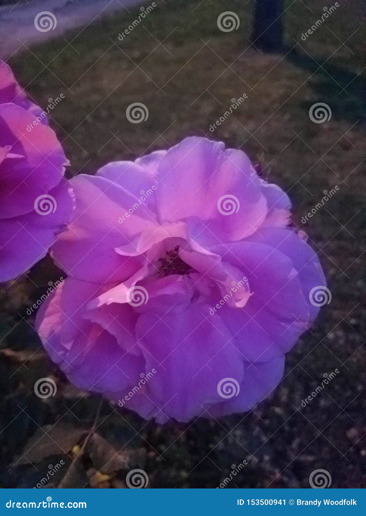 Nature at Night stock image. Image of roses, nature - 153500941